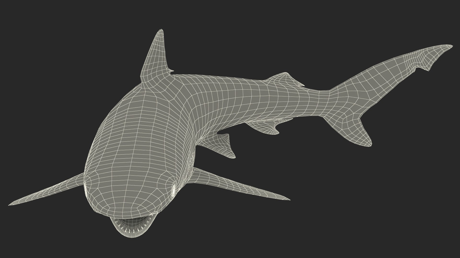 3D Smalltail Shark Or Carcharhinus Porosus - TurboSquid 2270524