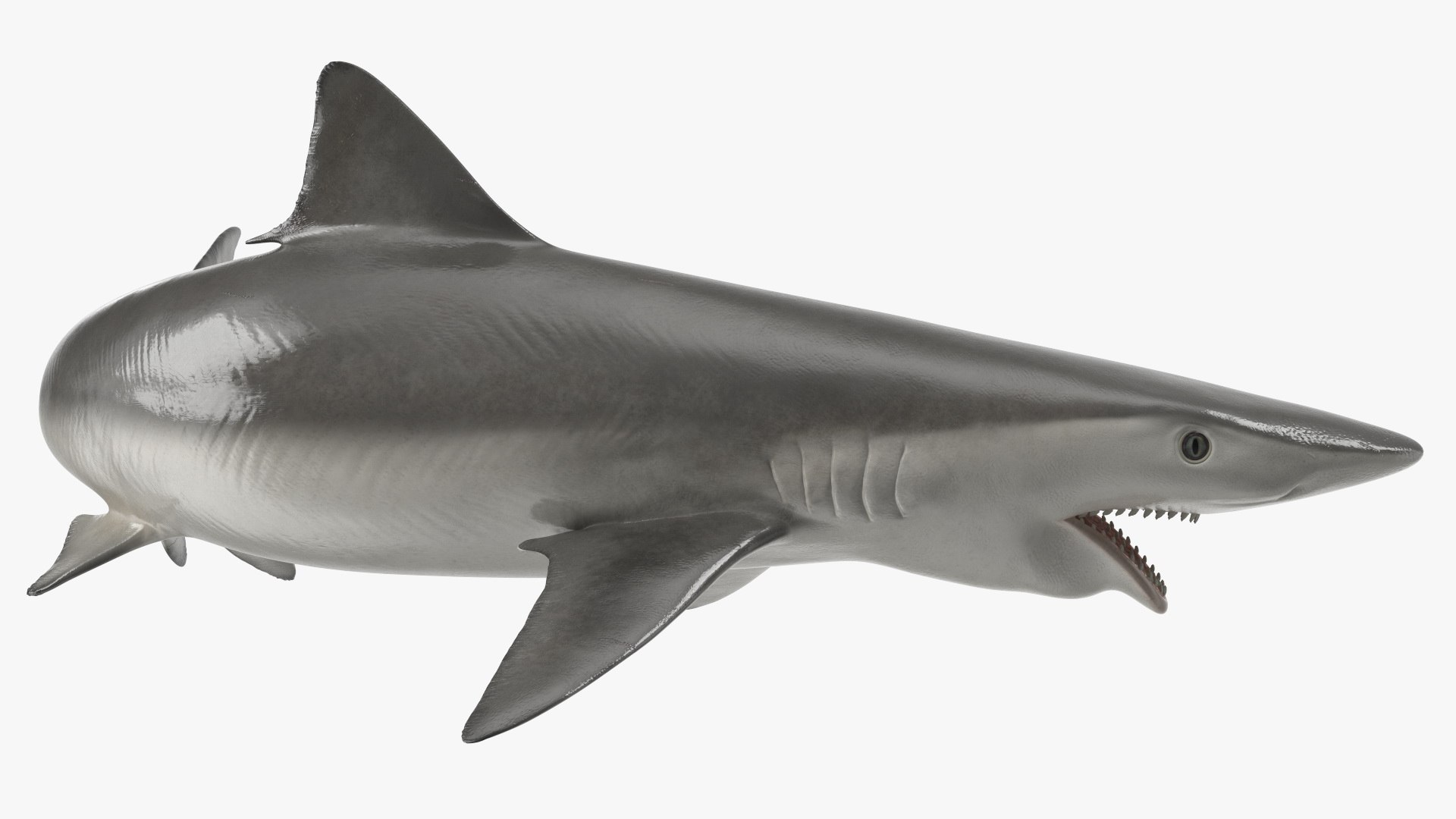 3D Smalltail Shark Or Carcharhinus Porosus - TurboSquid 2270524