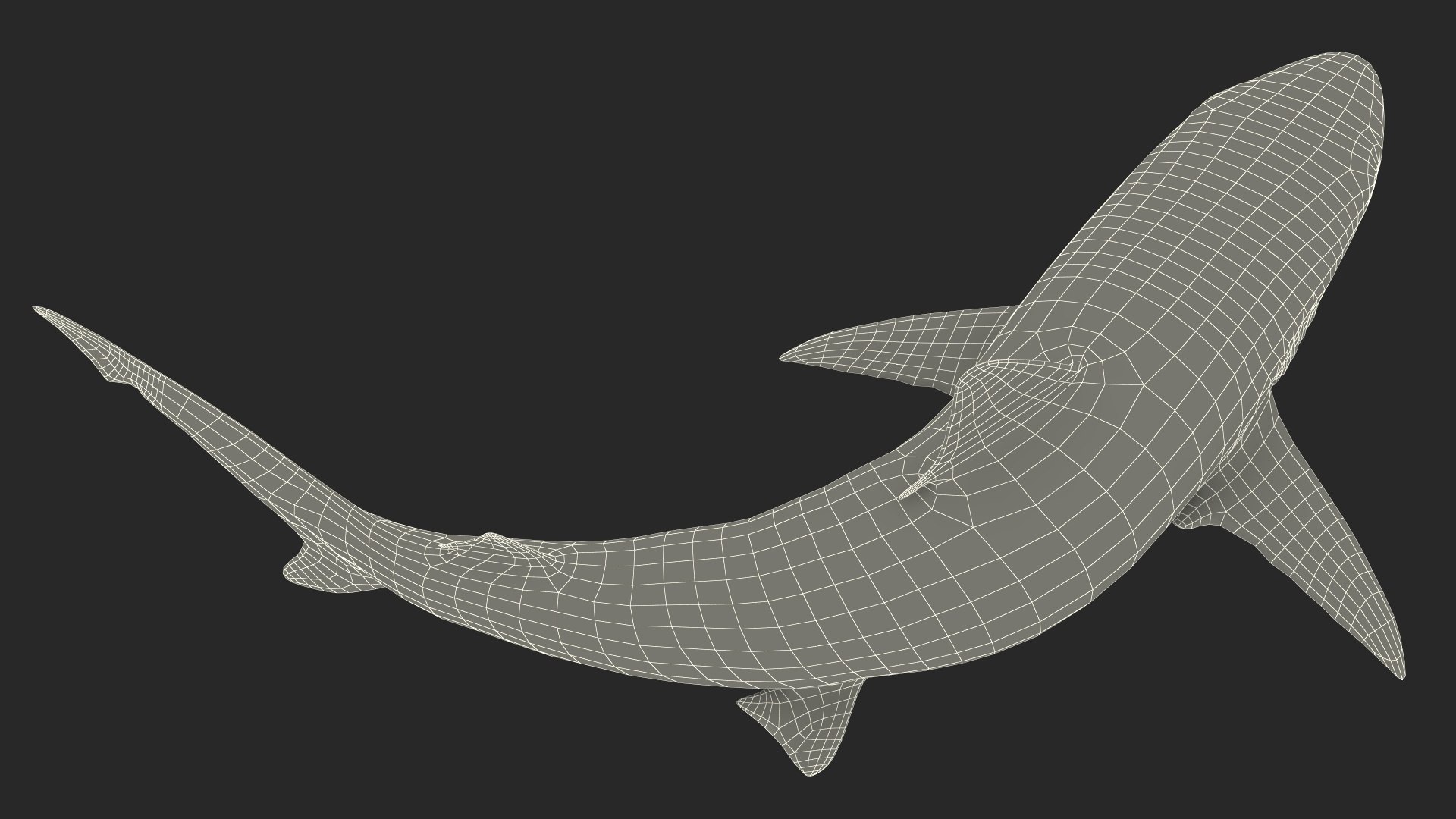 3D Smalltail Shark Or Carcharhinus Porosus - TurboSquid 2270524