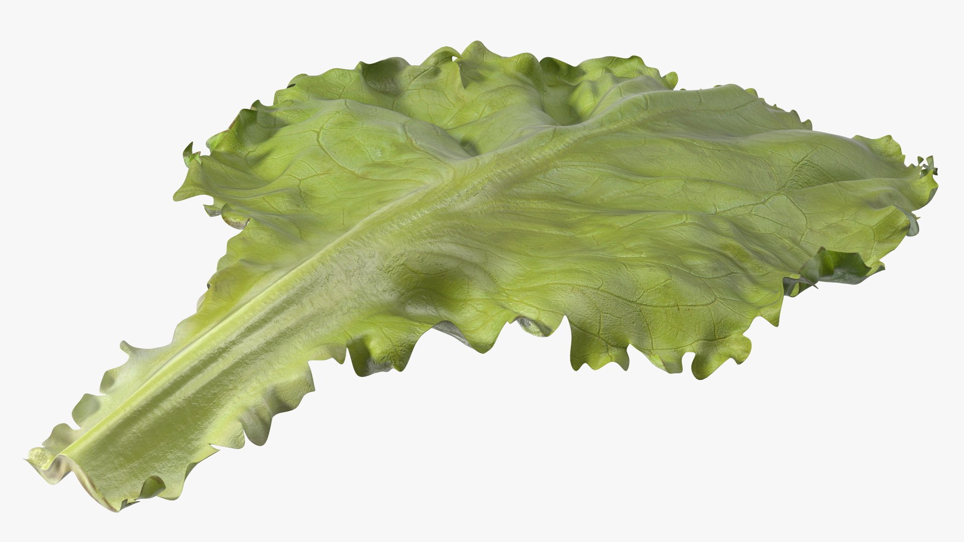 Realistic Lettuce Leaf 3D Model - TurboSquid 2206389