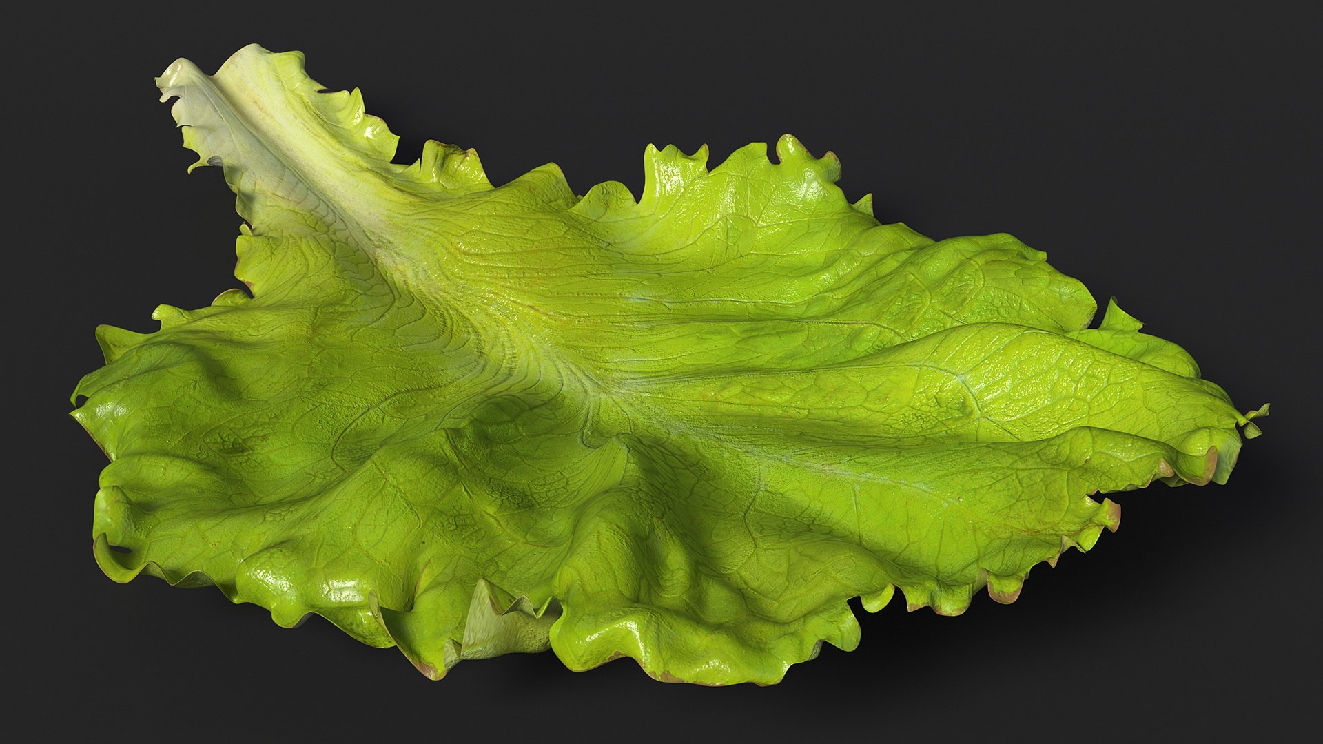 Realistic Lettuce Leaf 3D Model - TurboSquid 2206389