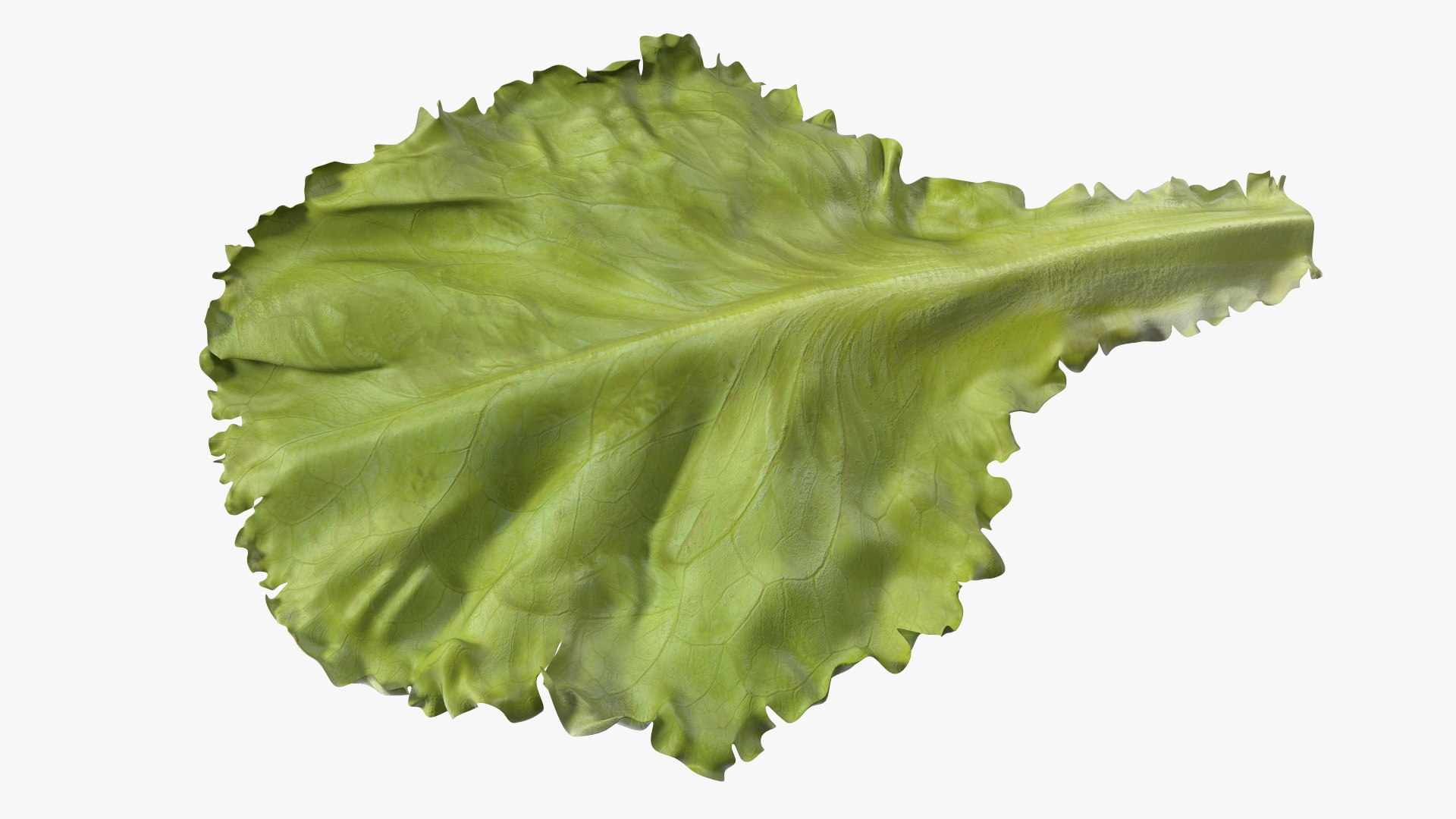 Realistic Lettuce Leaf 3D Model - TurboSquid 2206389