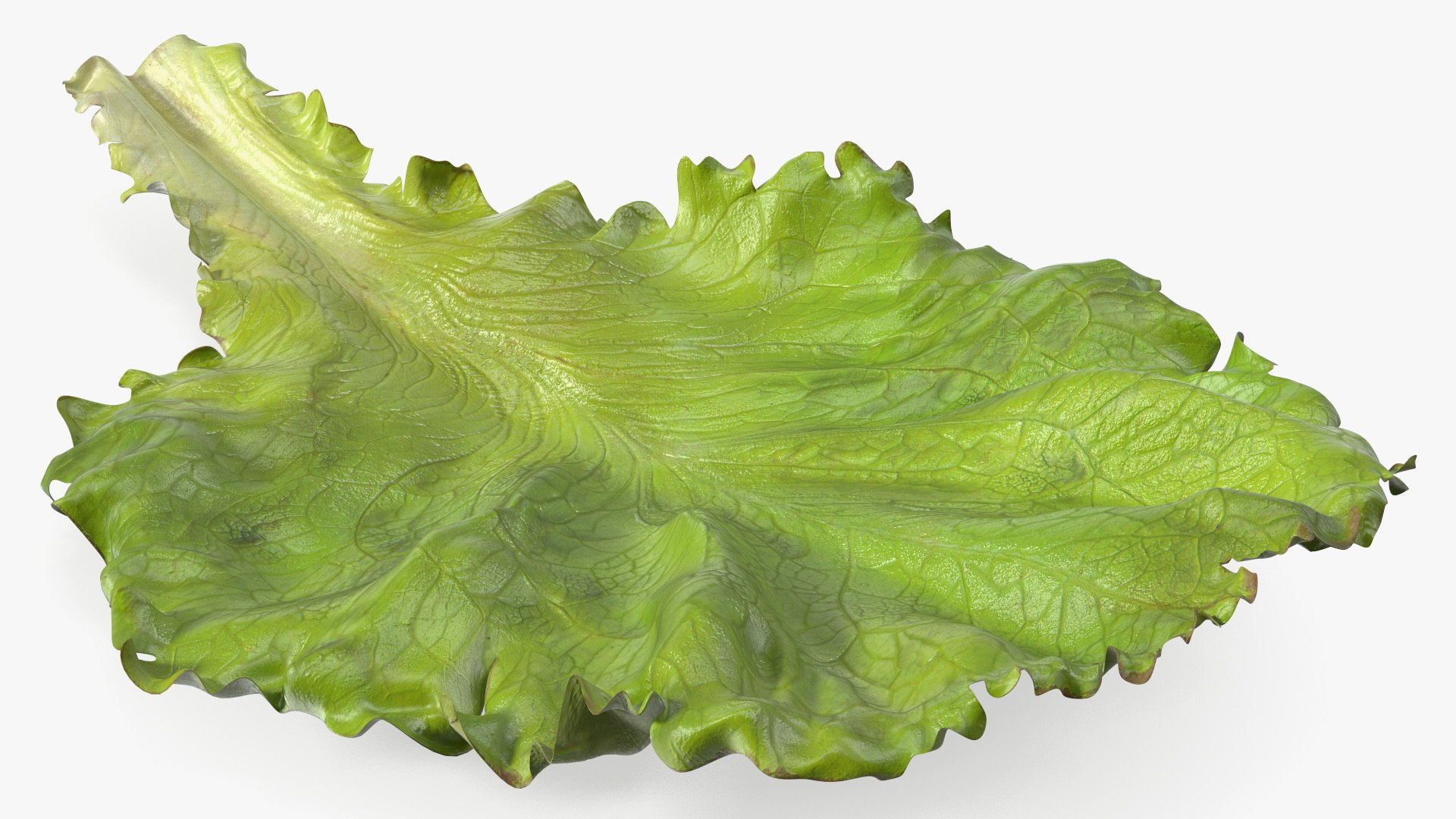 Realistic Lettuce Leaf 3D Model - TurboSquid 2206389