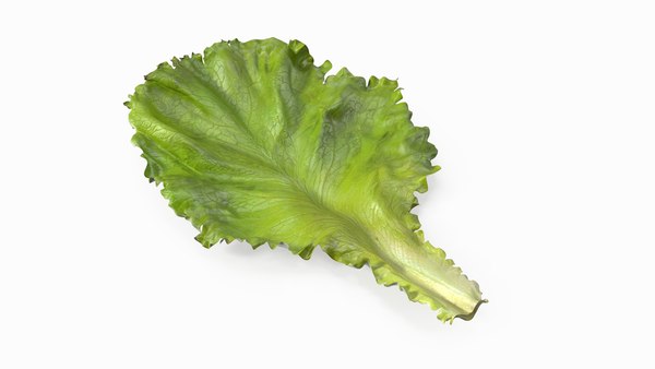 modelo 3d Hoja de lechuga realista - TurboSquid 2206389