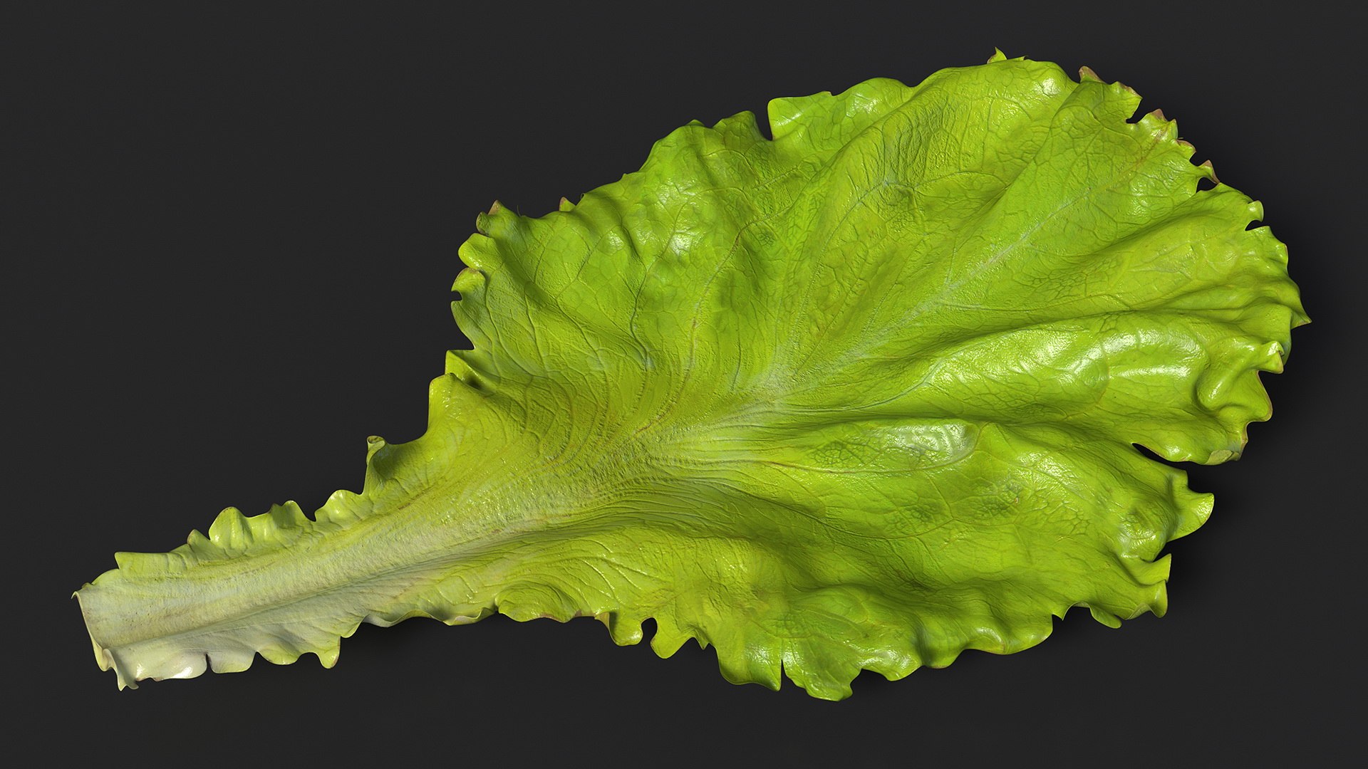 Realistic Lettuce Leaf 3D Model - TurboSquid 2206389