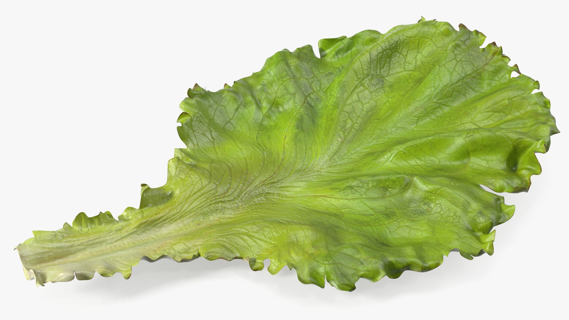 Realistic Lettuce Leaf 3D Model - TurboSquid 2206389