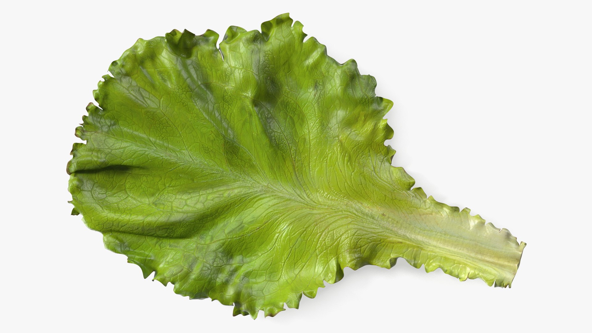 Realistic Lettuce Leaf 3D Model - TurboSquid 2206389