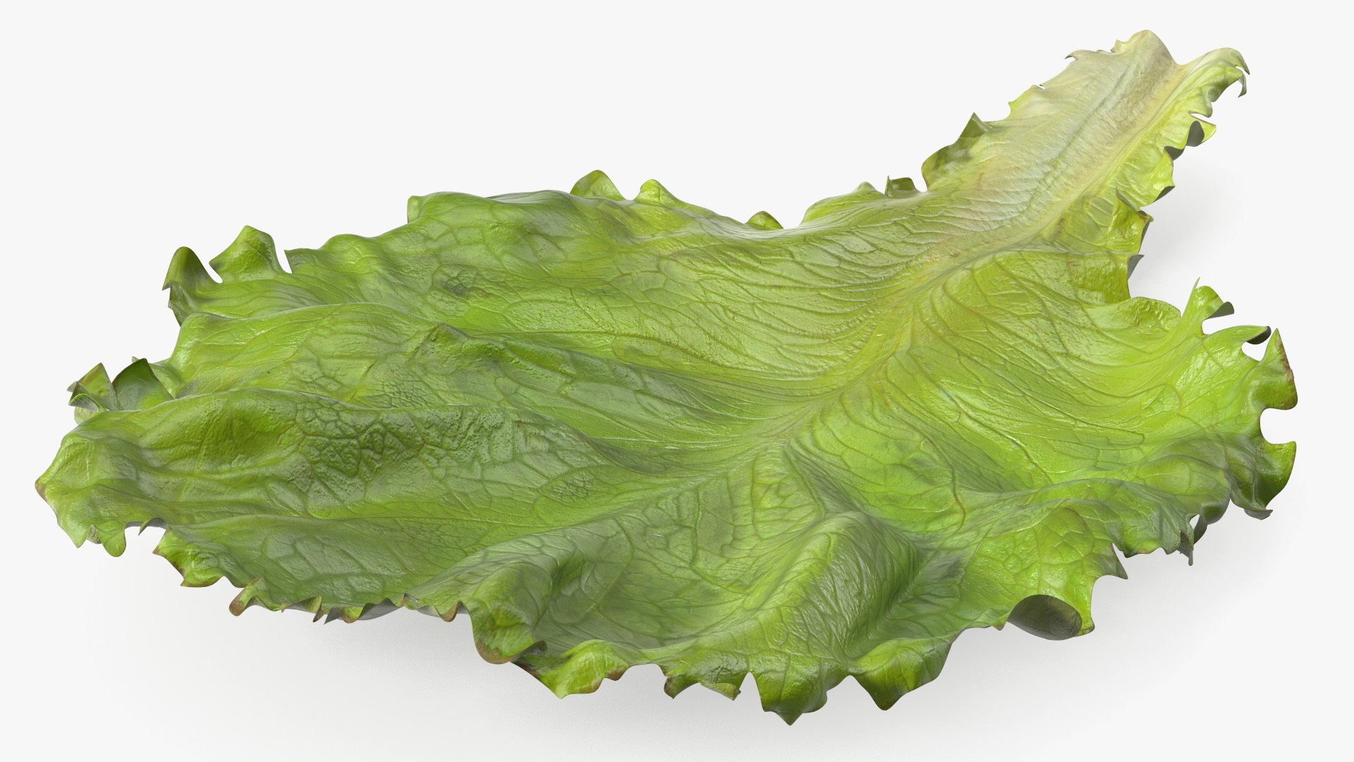 Realistic Lettuce Leaf 3D Model - TurboSquid 2206389