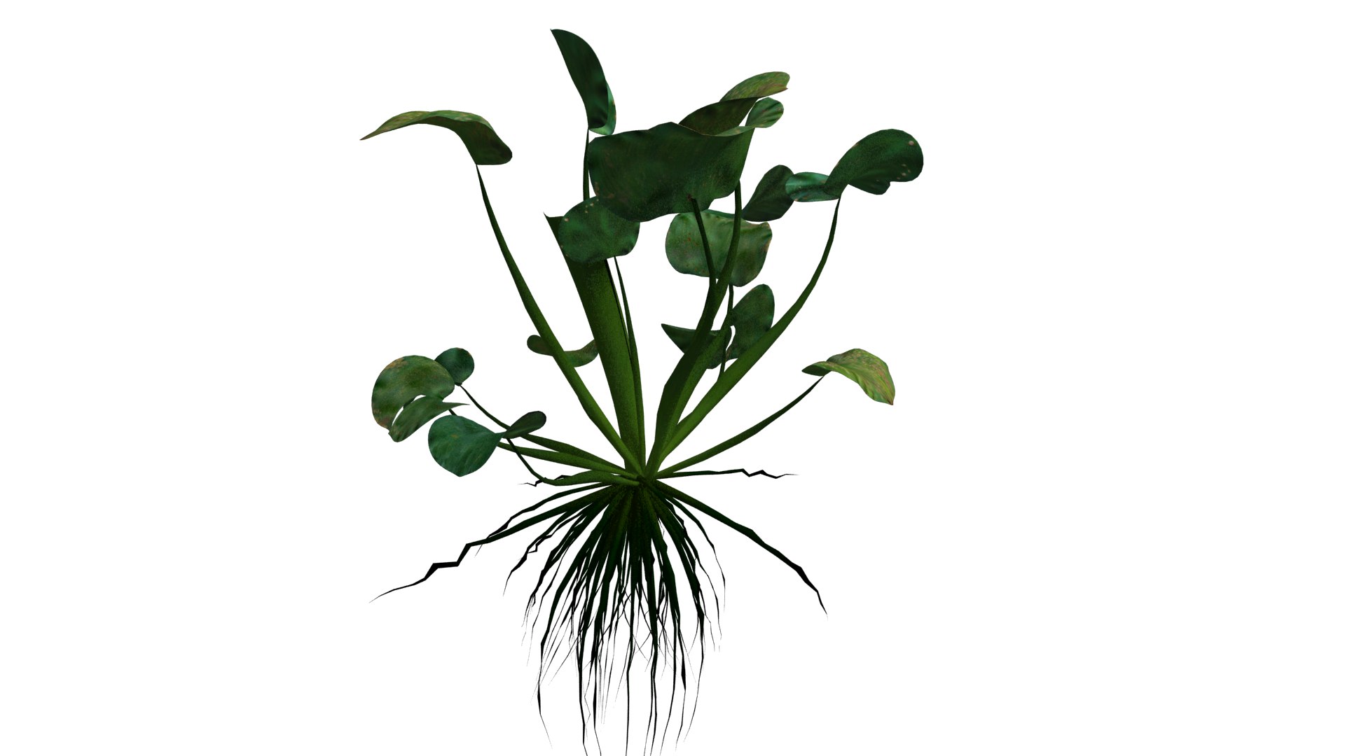 3d Model Water Hyacinth