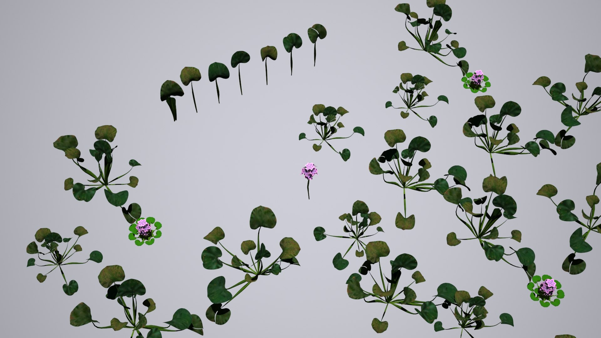 3d Model Water Hyacinth