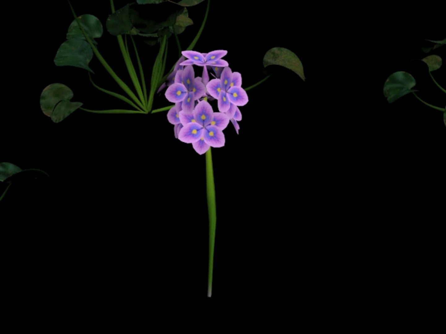 3d Model Water Hyacinth
