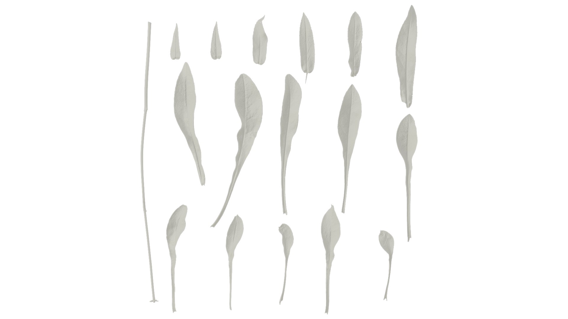 3D Anydrafts Penstemon Digitalis Leaf 02 Textures - TurboSquid 2357666