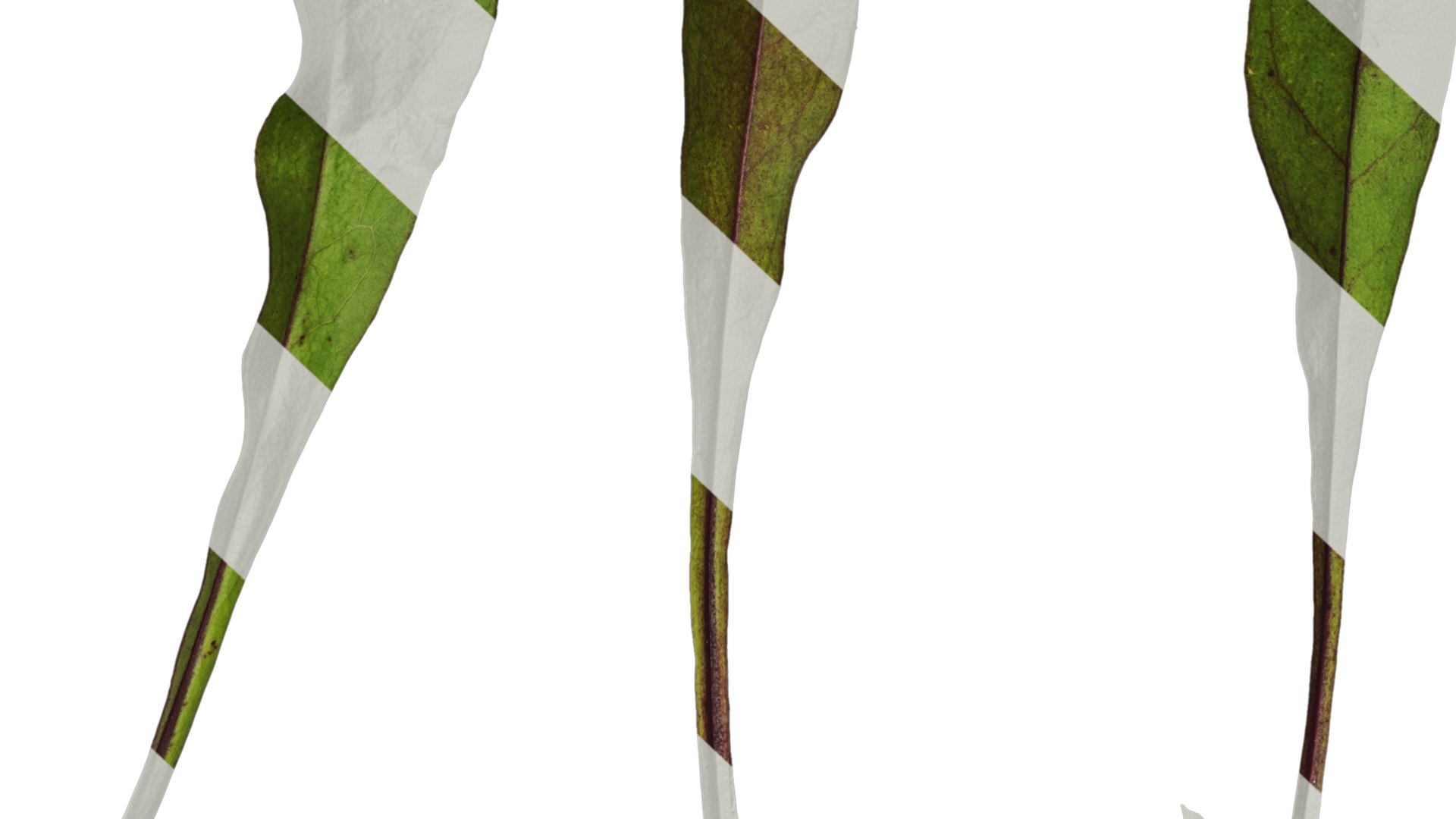 3D Anydrafts Penstemon Digitalis Leaf 02 Textures - TurboSquid 2357666