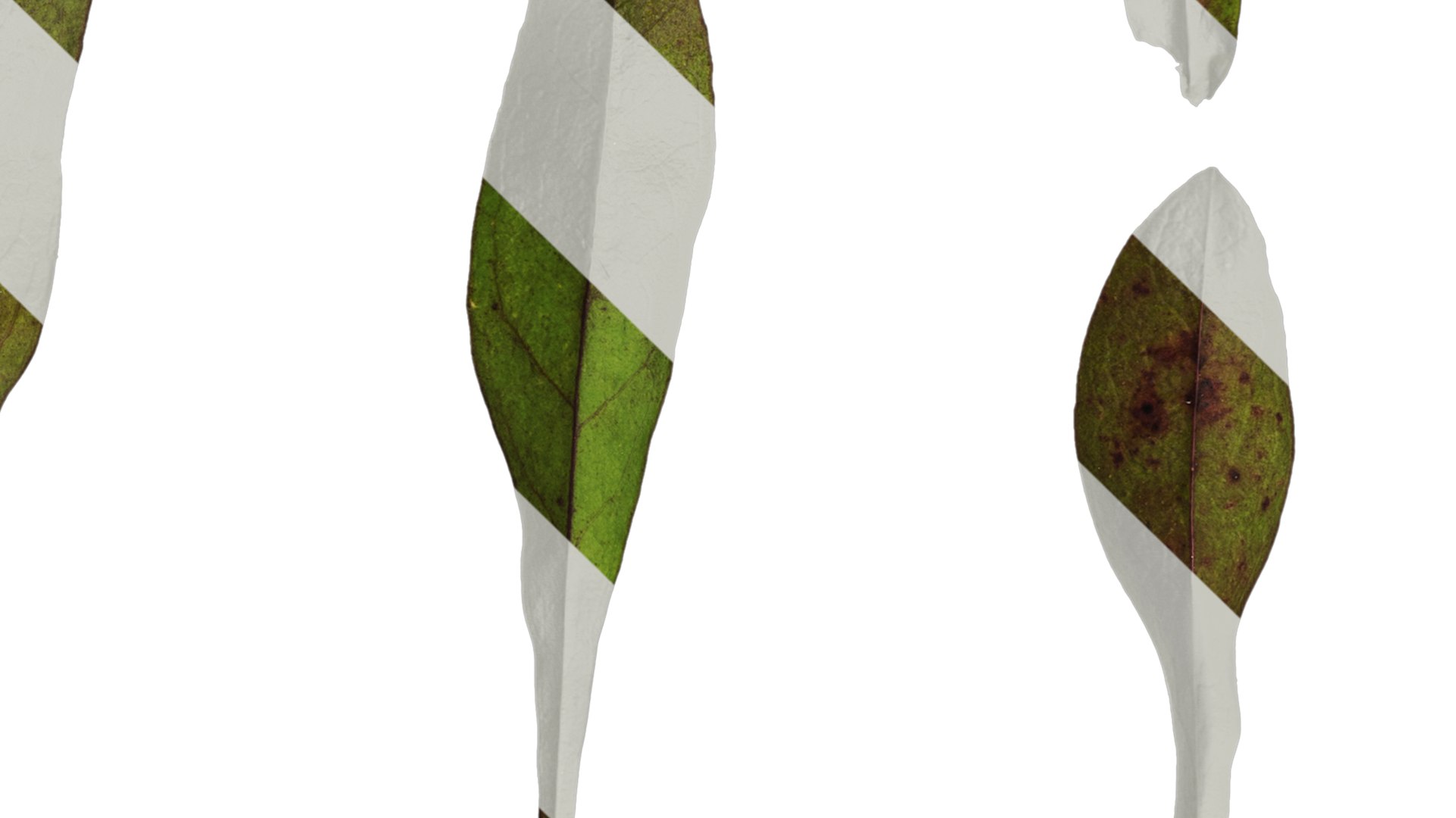 3D Anydrafts Penstemon Digitalis Leaf 02 Textures - TurboSquid 2357666