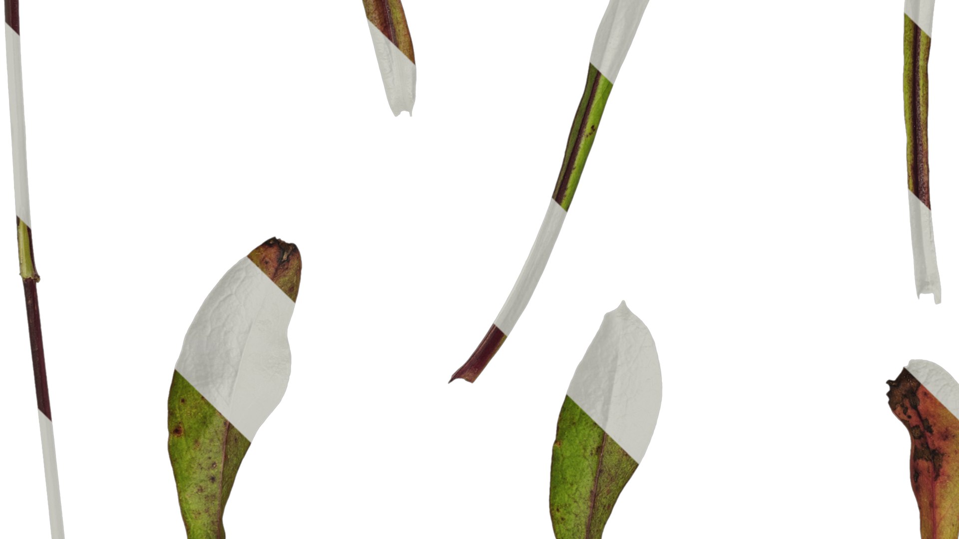3D Anydrafts Penstemon Digitalis Leaf 02 Textures - TurboSquid 2357666