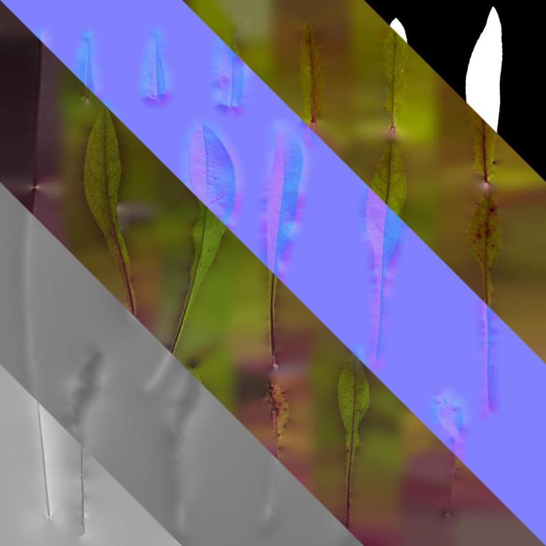 3D Anydrafts Penstemon Digitalis Leaf 02 Textures - TurboSquid 2357666