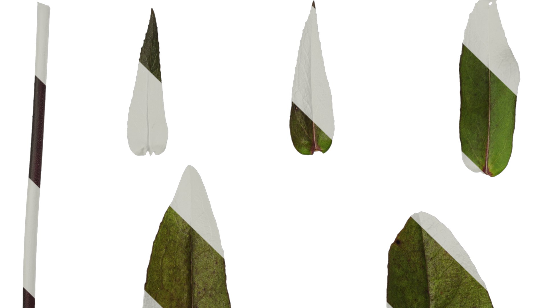 3D Anydrafts Penstemon Digitalis Leaf 02 Textures - TurboSquid 2357666