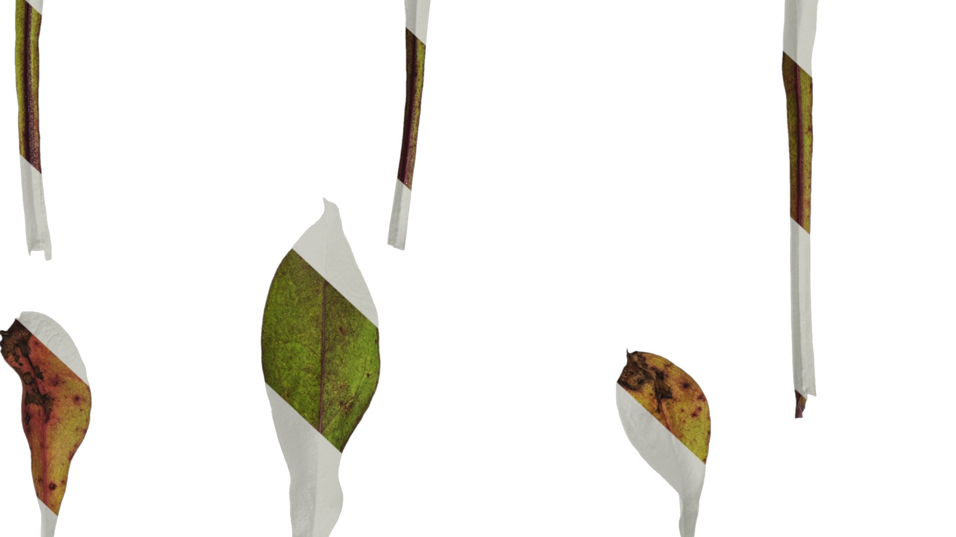 3D Anydrafts Penstemon Digitalis Leaf 02 Textures - TurboSquid 2357666