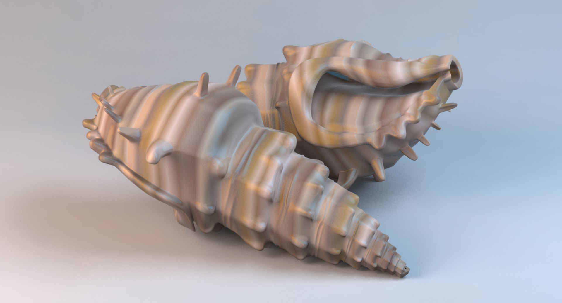 Sea Shell 3d Ma