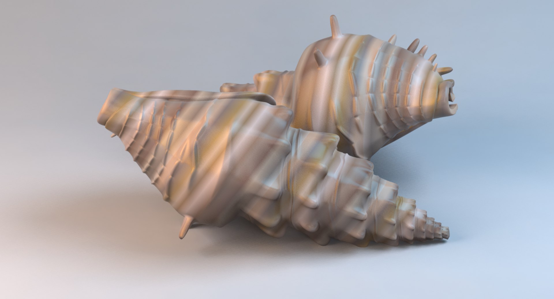 Sea Shell 3d Ma