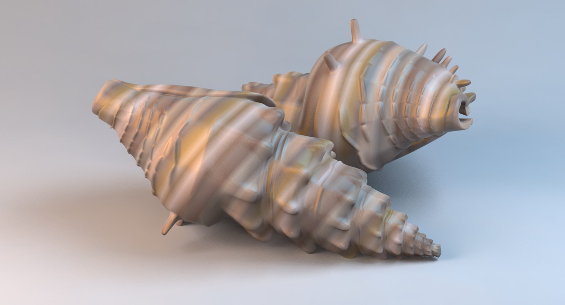 Sea Shell 3d Ma