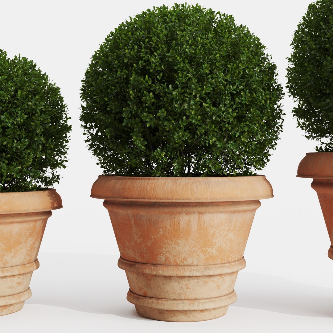 Boxwood Clay Pots Bushes 3D - TurboSquid 1548030