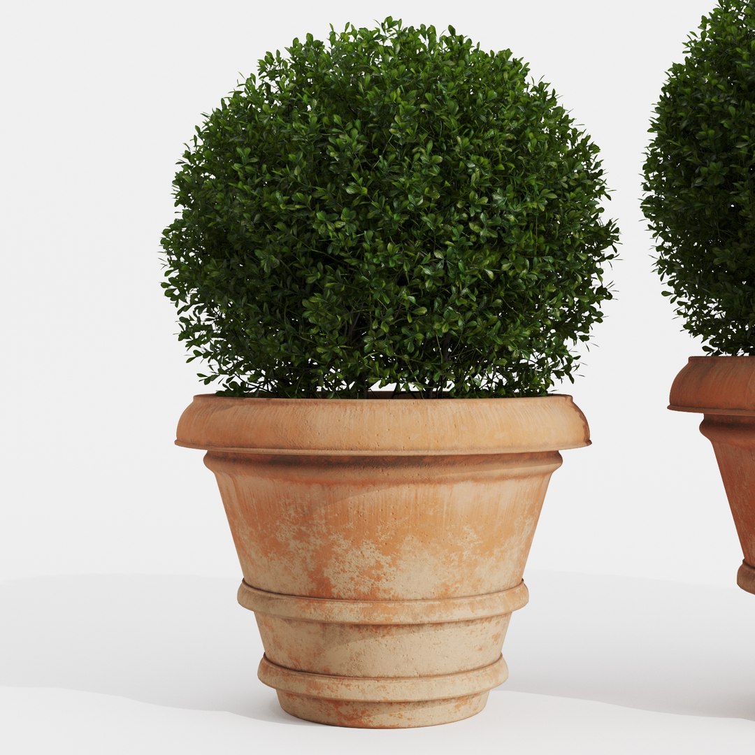 Boxwood Clay Pots Bushes 3D - TurboSquid 1548030