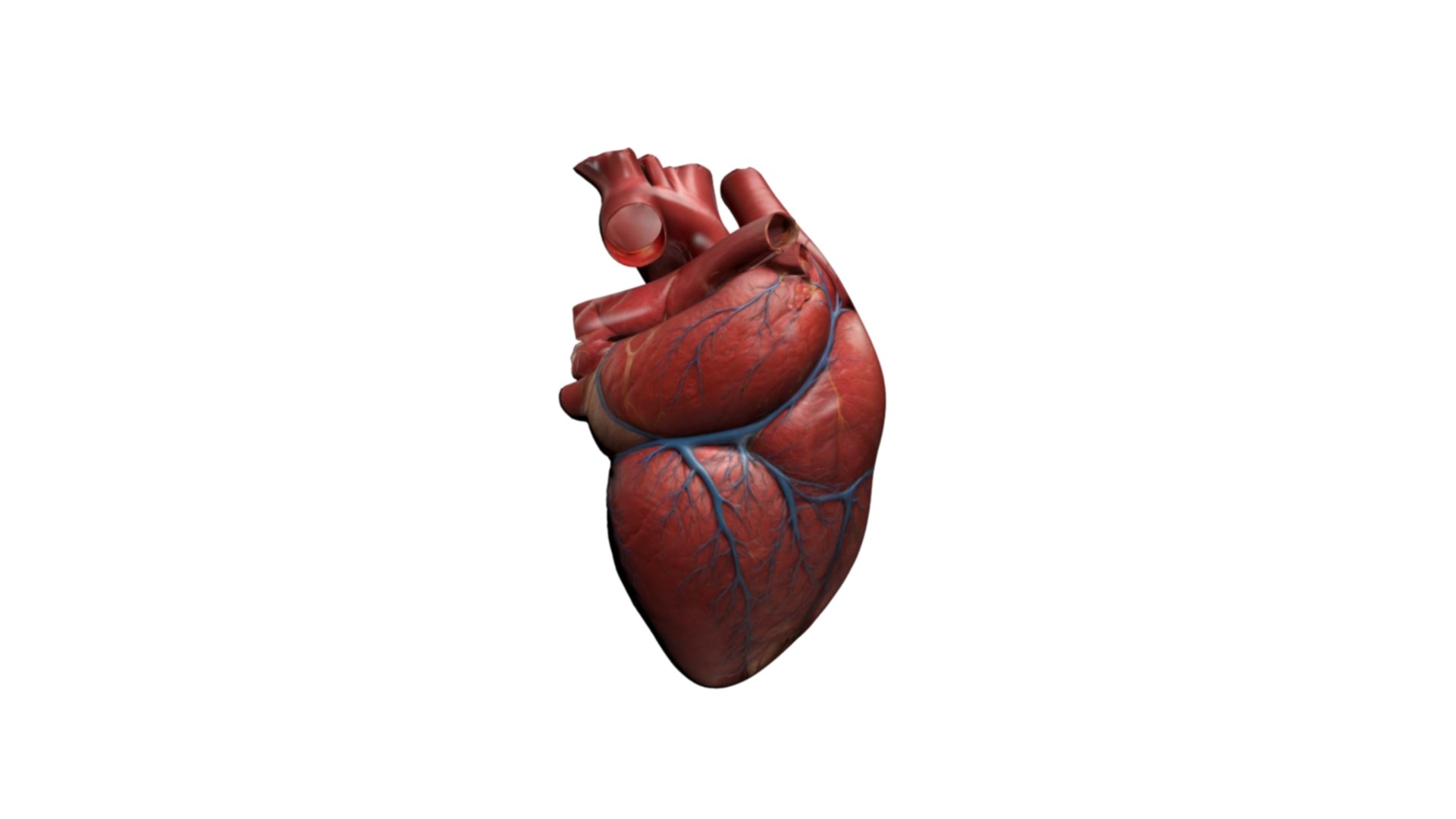 3D Realistic Heart Model 3D Model - TurboSquid 2318638