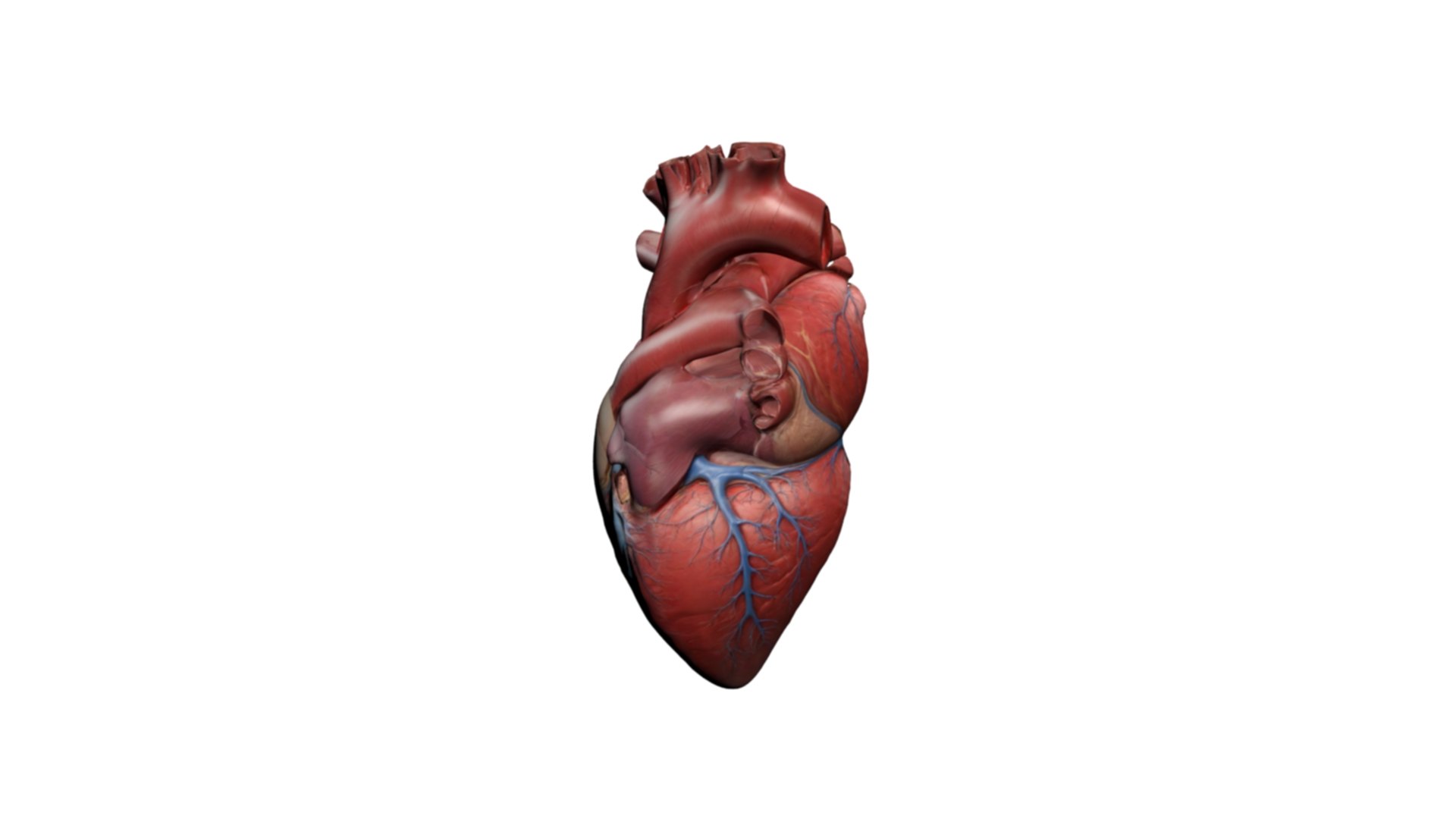3D Realistic Heart Model 3D Model - TurboSquid 2318638