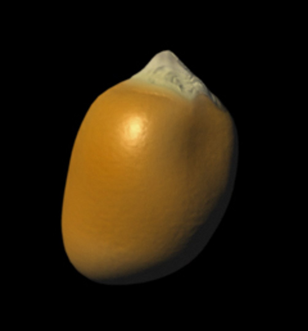 Pop Corn Kernel 3d Model