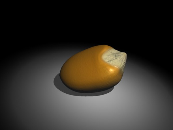pop corn kernel 3d model