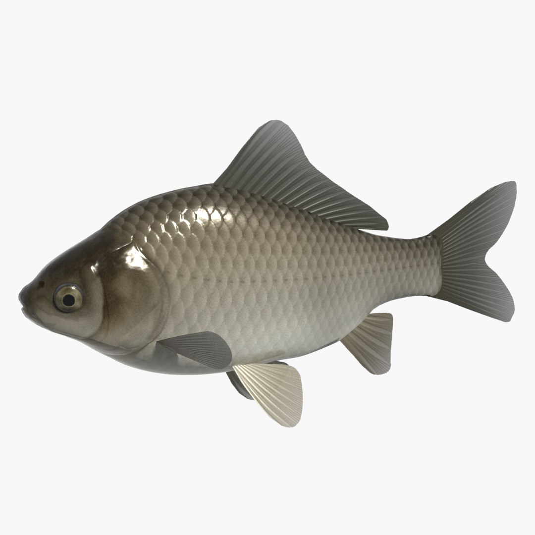 3d model carassius hera