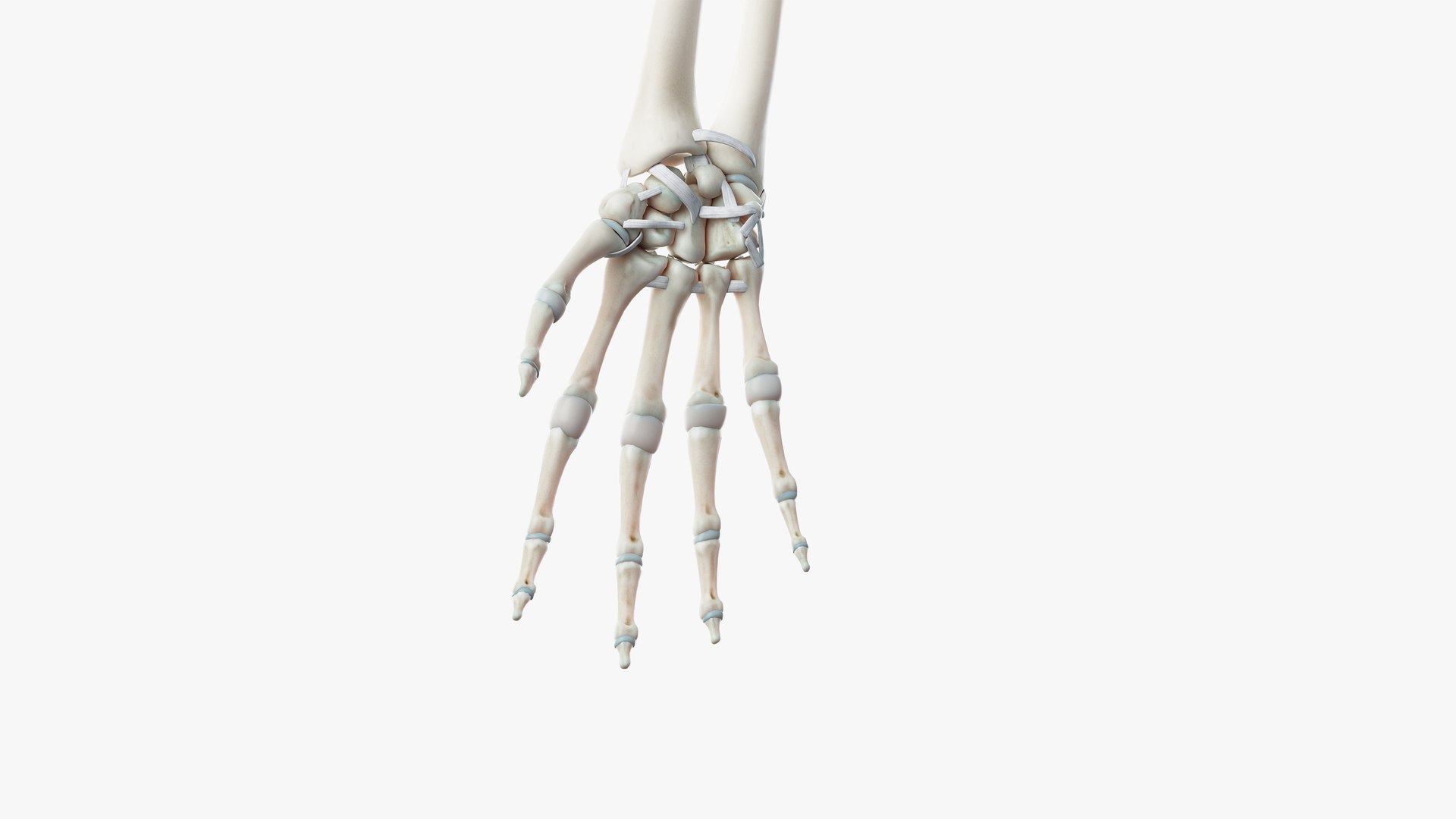 3D skin obese male skeleton - TurboSquid 1510118