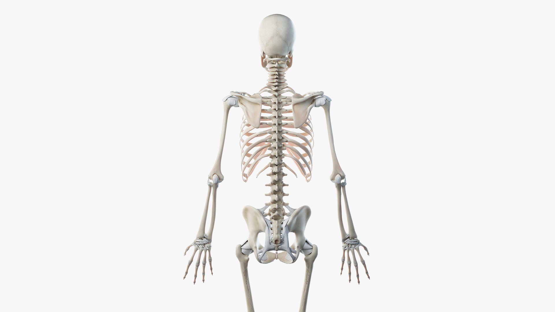 3D skin obese male skeleton - TurboSquid 1510118