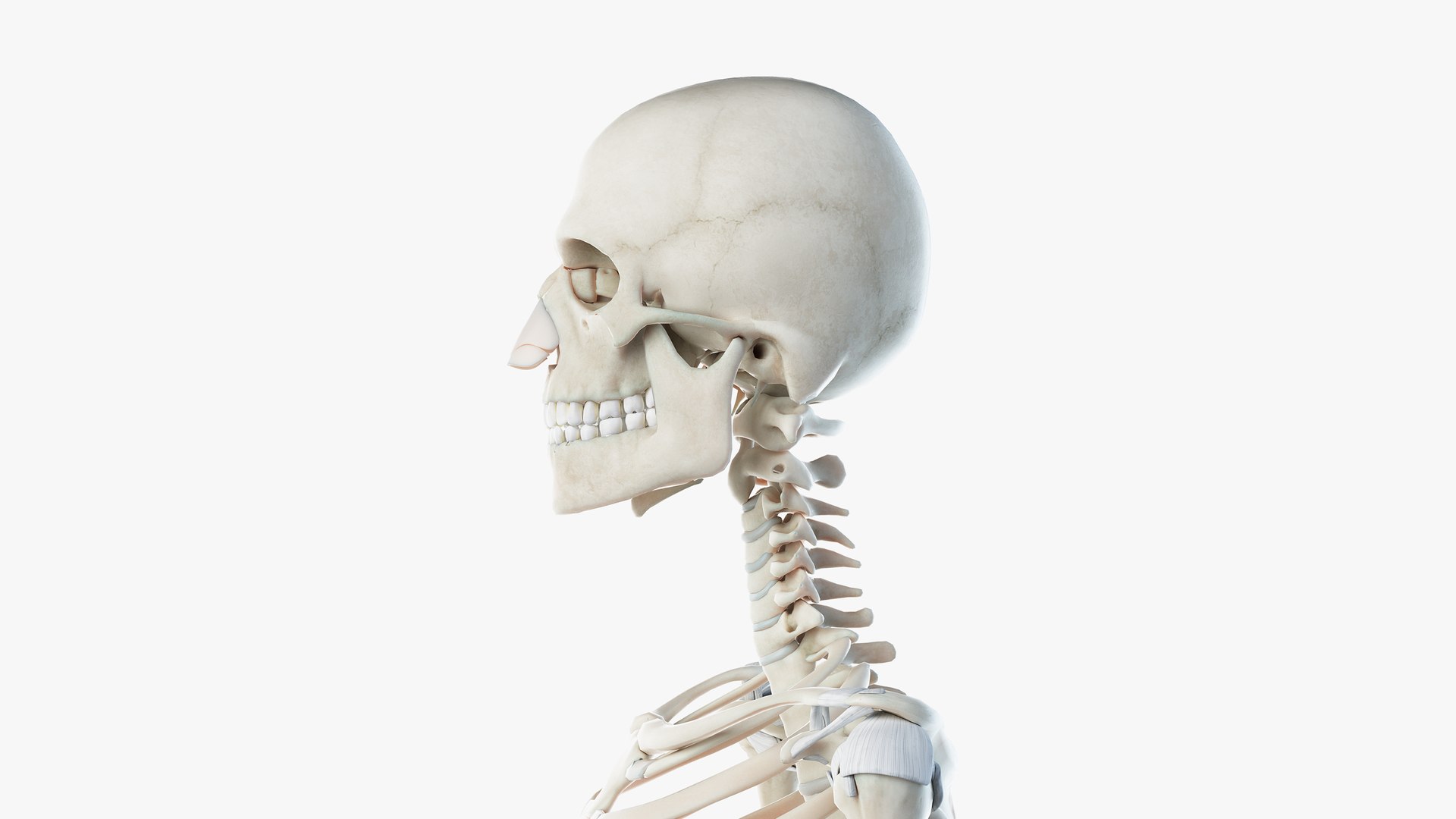 3D skin obese male skeleton - TurboSquid 1510118