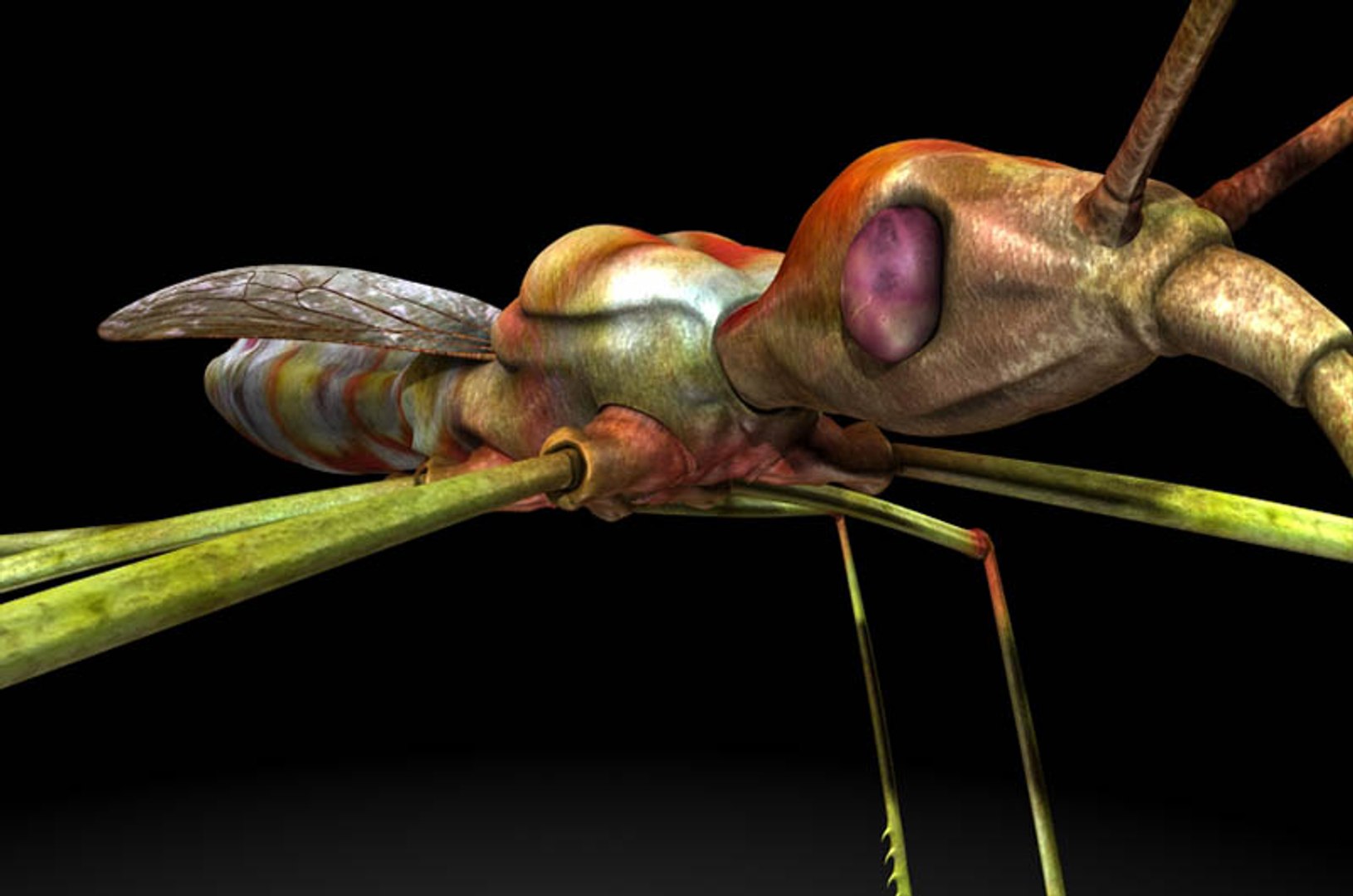 Assassin Bugs Reduviidae 3D Model - TurboSquid 1313873