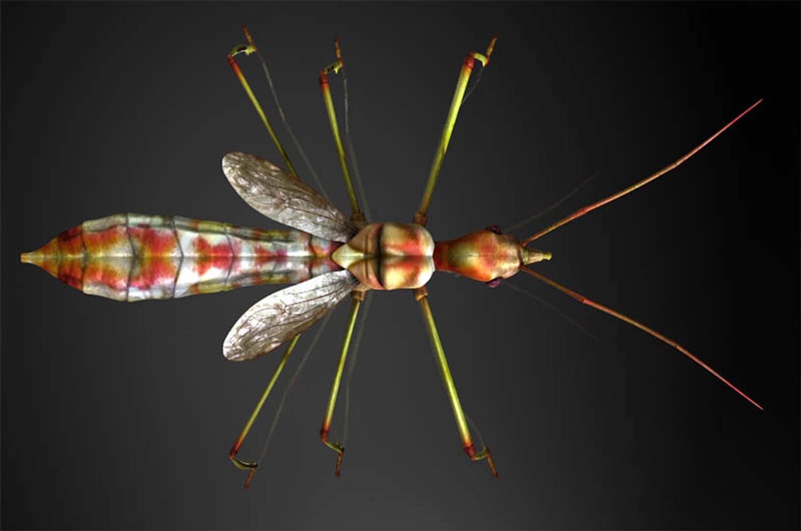 Assassin Bugs Reduviidae 3D Model - TurboSquid 1313873