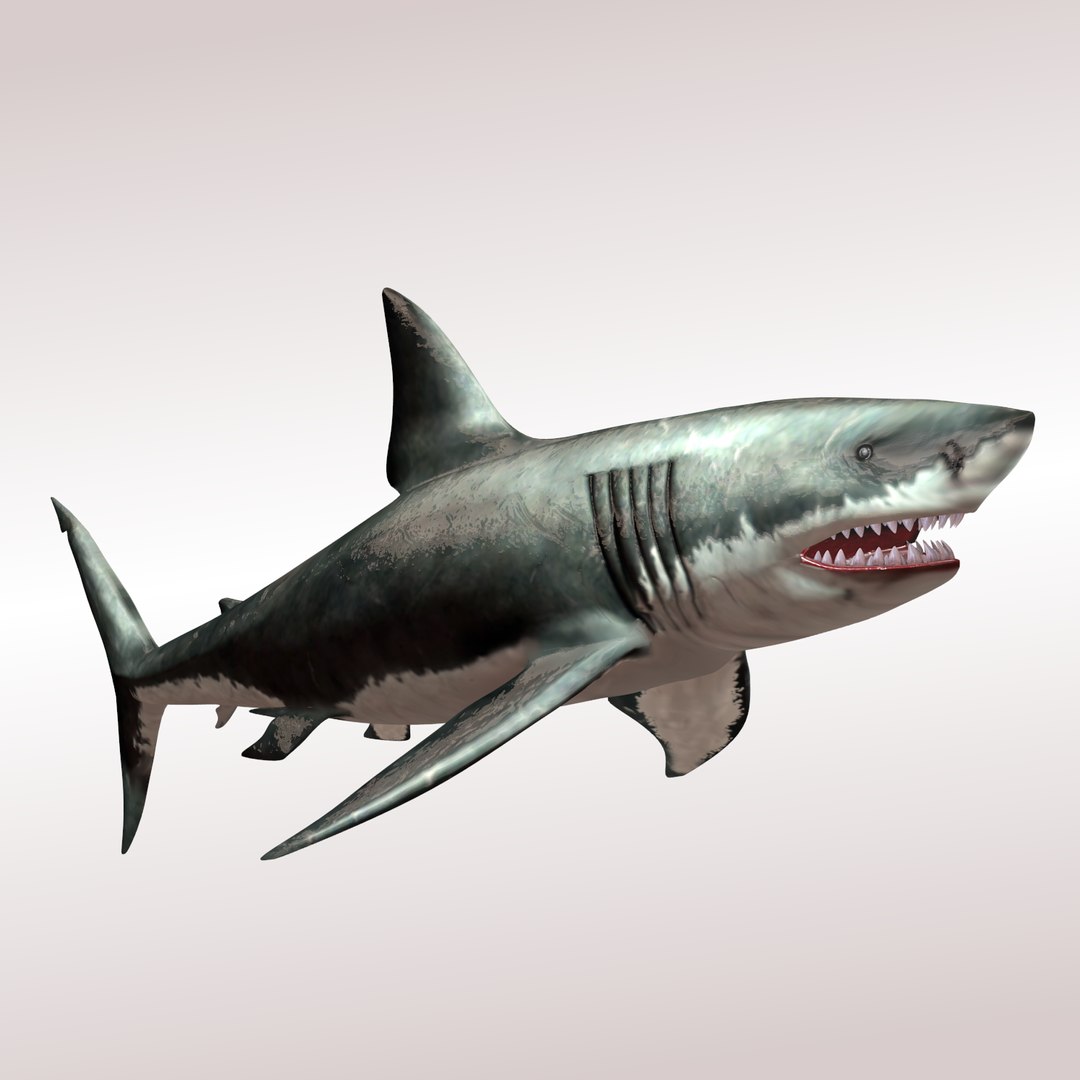 3d Model Of Carcharodon Carcharias Shark Megalodon