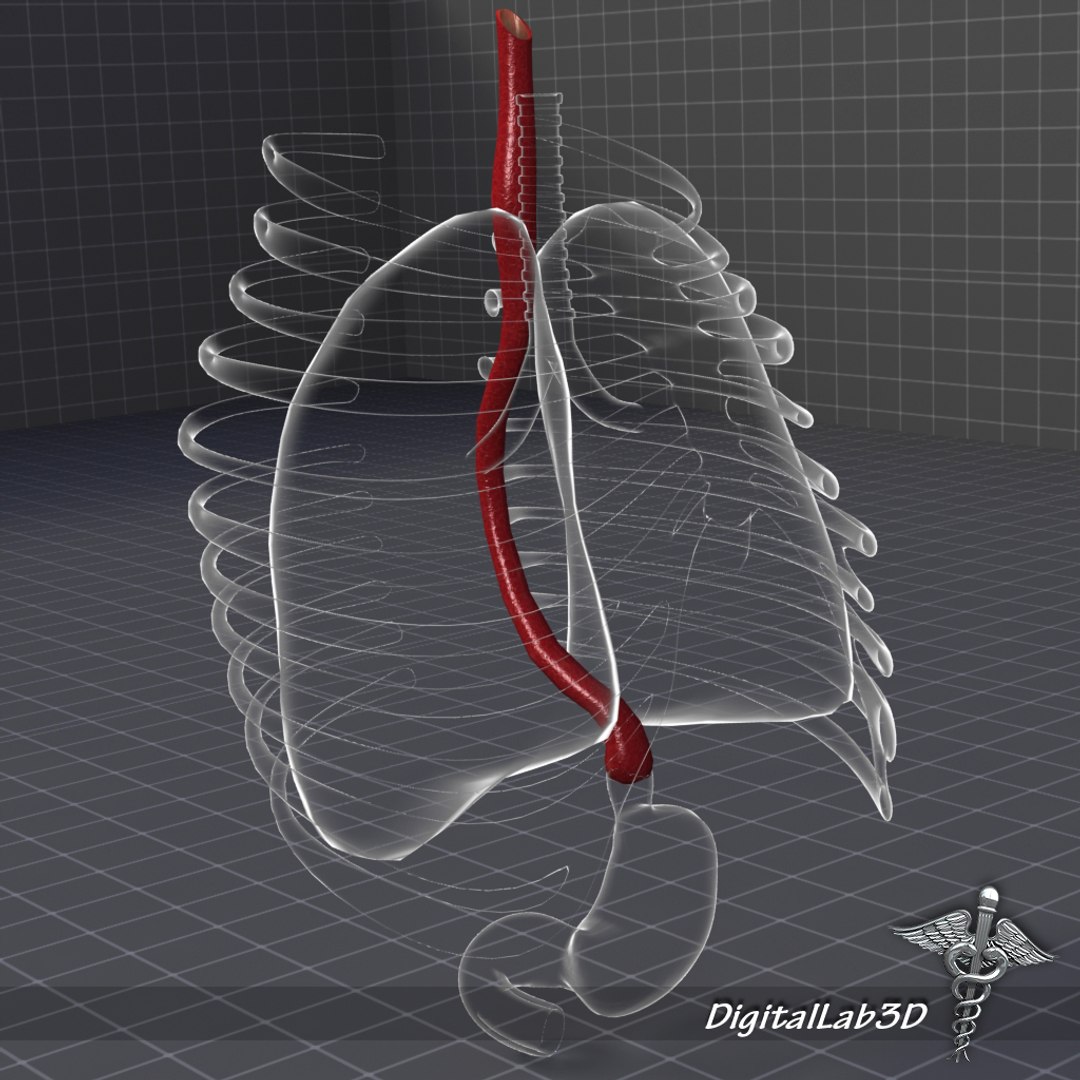3d esophagus