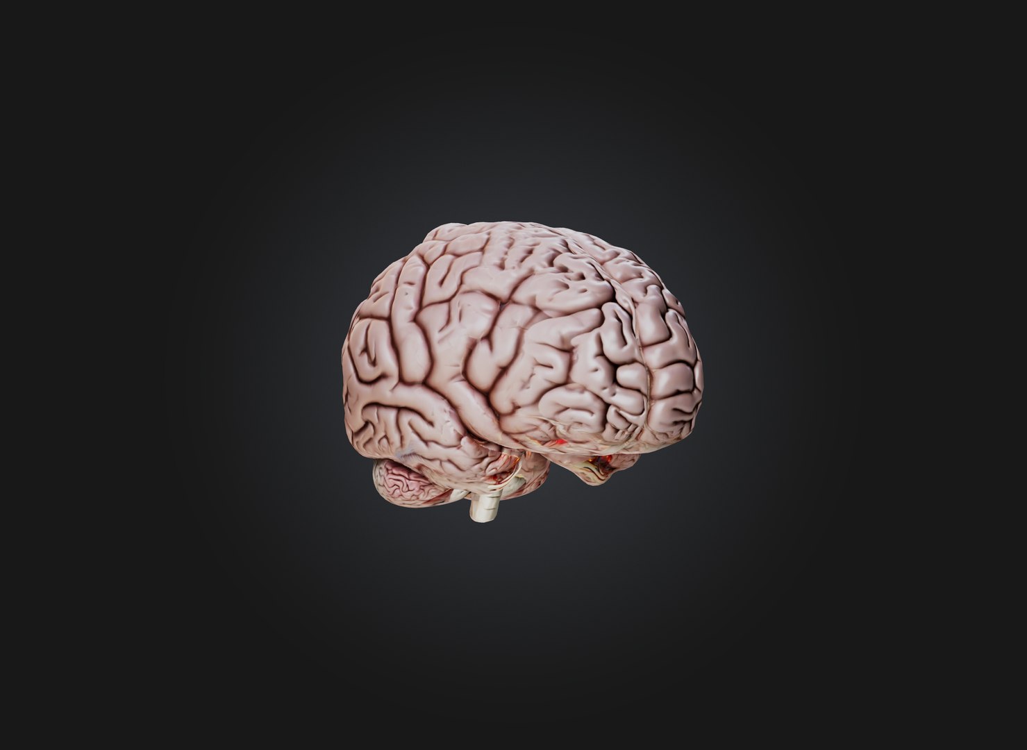 3D Brain - TurboSquid 2288288