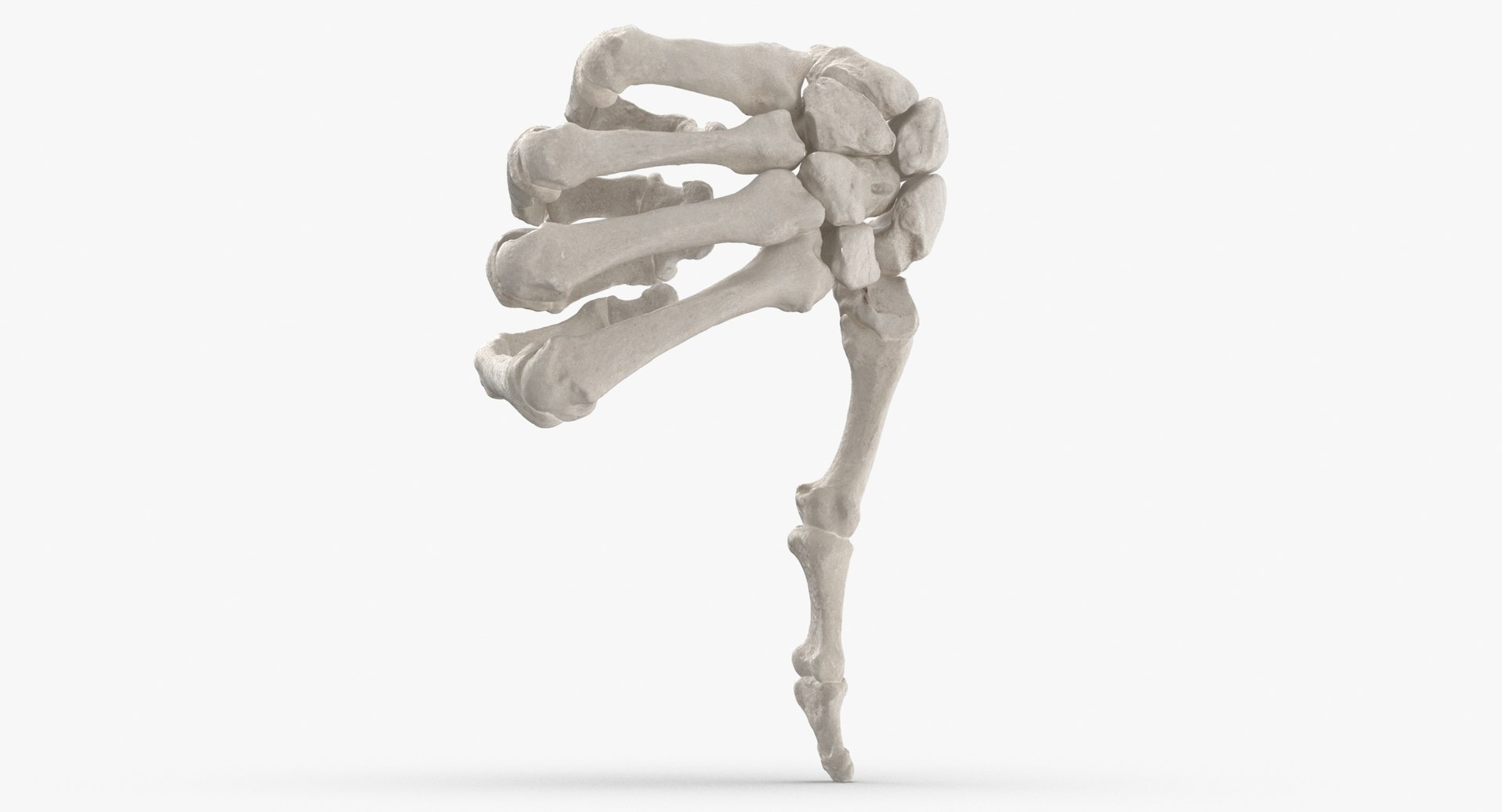 3D Real Human Hand Bones - TurboSquid 1614834