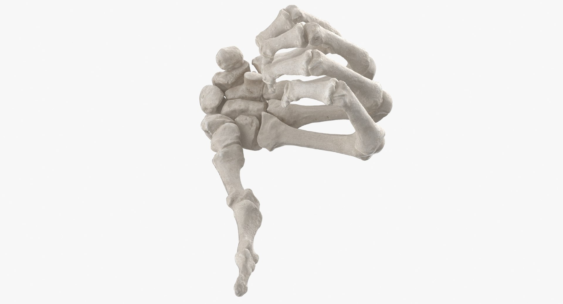 3D Real Human Hand Bones - TurboSquid 1614834