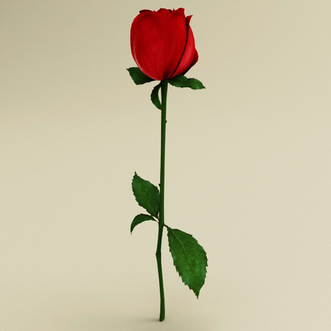 3d rose modelled model