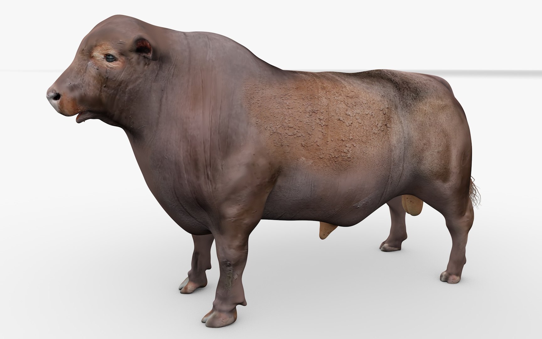 RED ANGUS Rigged L2058 3D model - TurboSquid 2153498