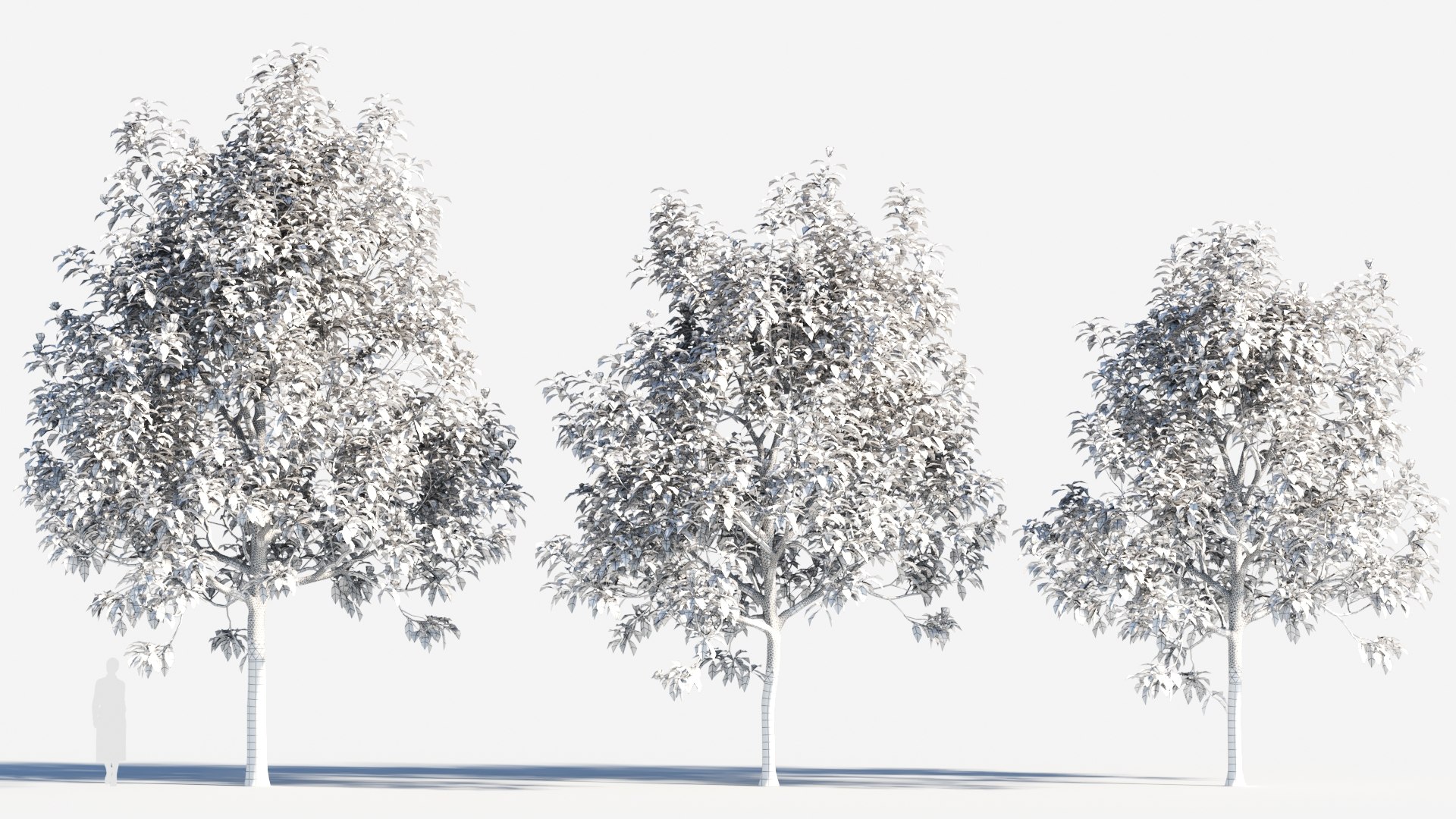 3D Magnolia Grandiflora D Model - TurboSquid 2119171