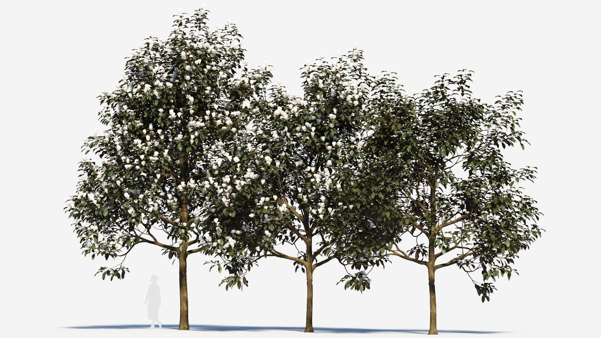 3D Magnolia Grandiflora D Model - TurboSquid 2119171