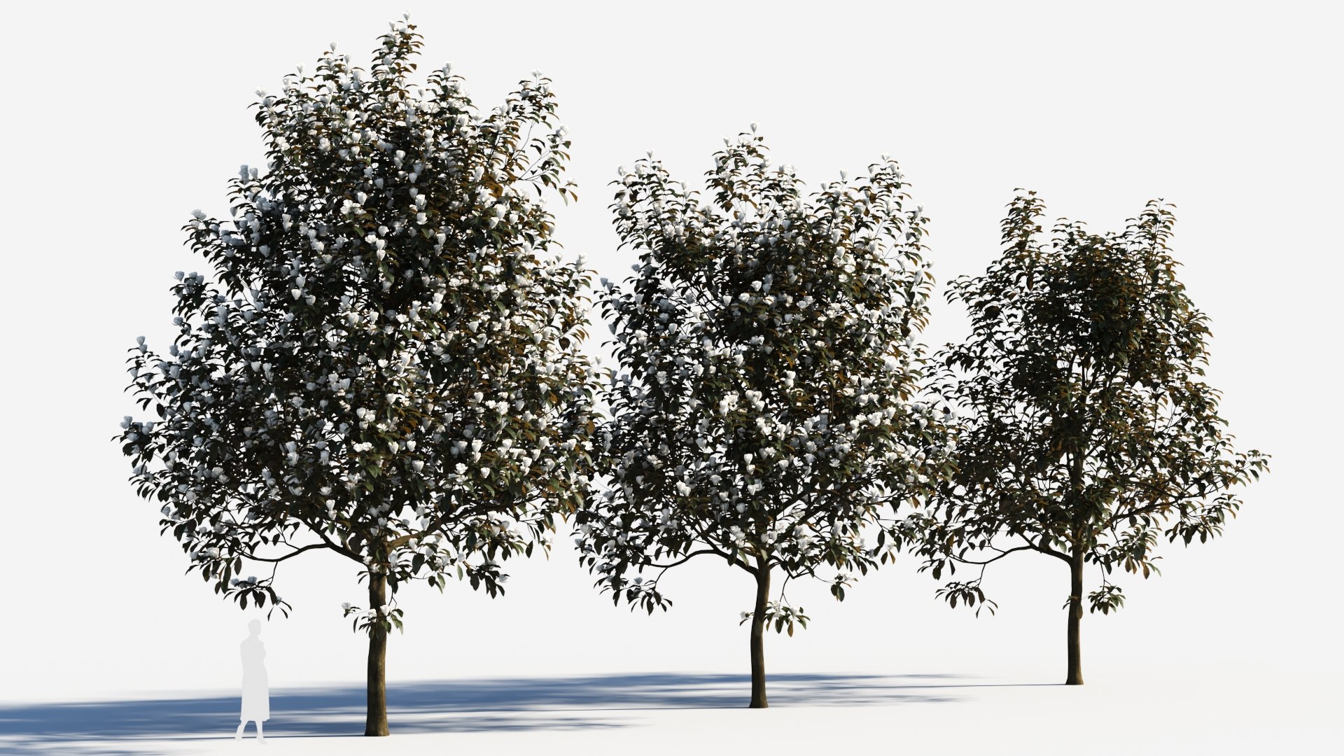 3D Magnolia Grandiflora D Model - TurboSquid 2119171