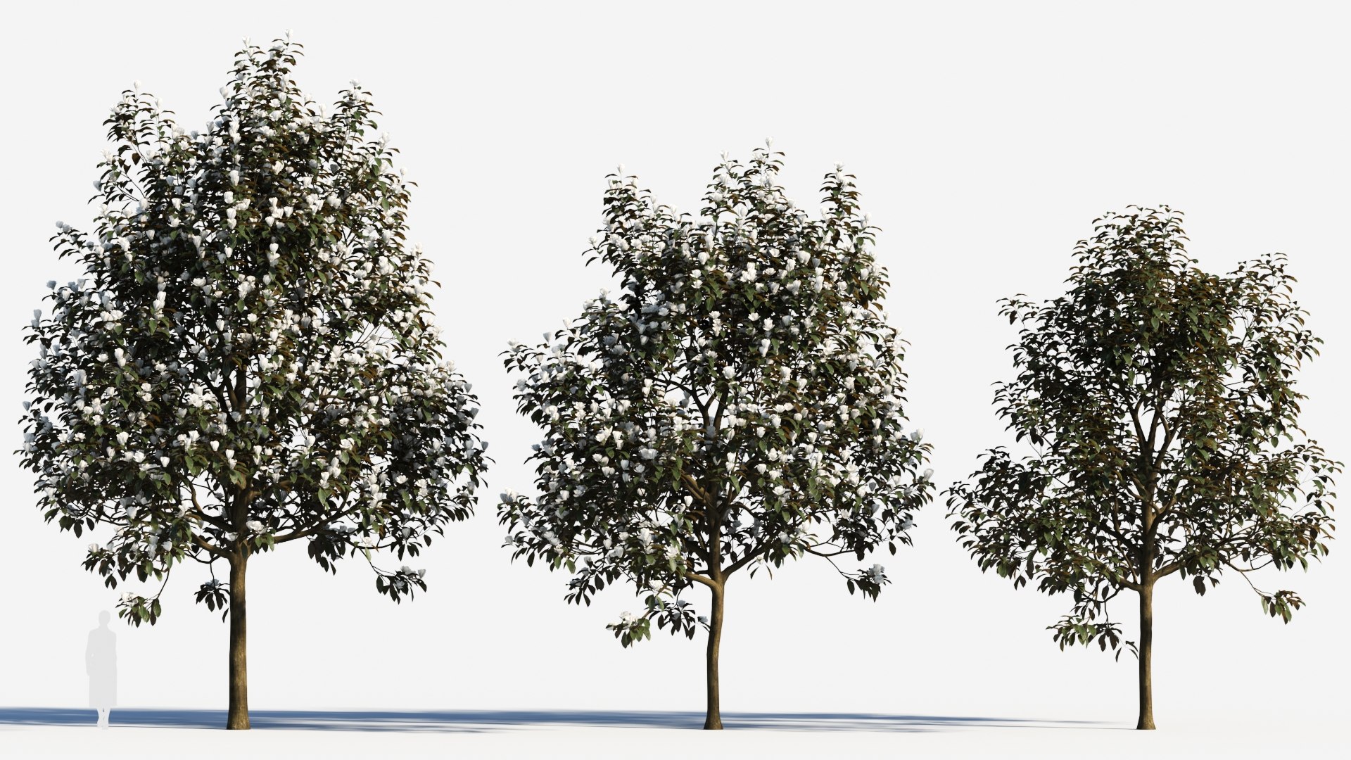 3D Magnolia Grandiflora D Model - TurboSquid 2119171