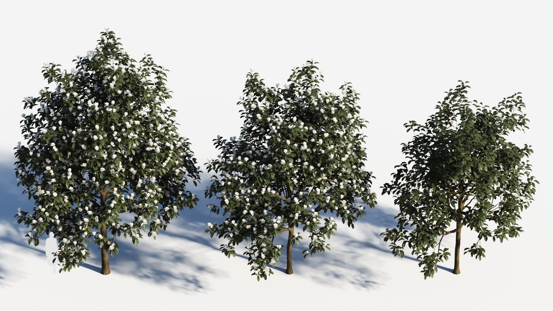 3D Magnolia Grandiflora D Model - TurboSquid 2119171