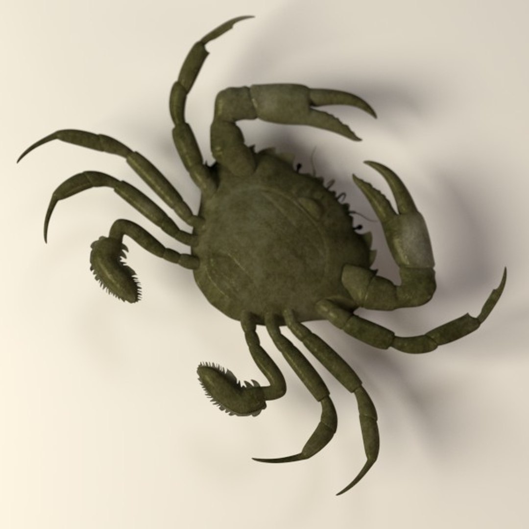 3d crabs model